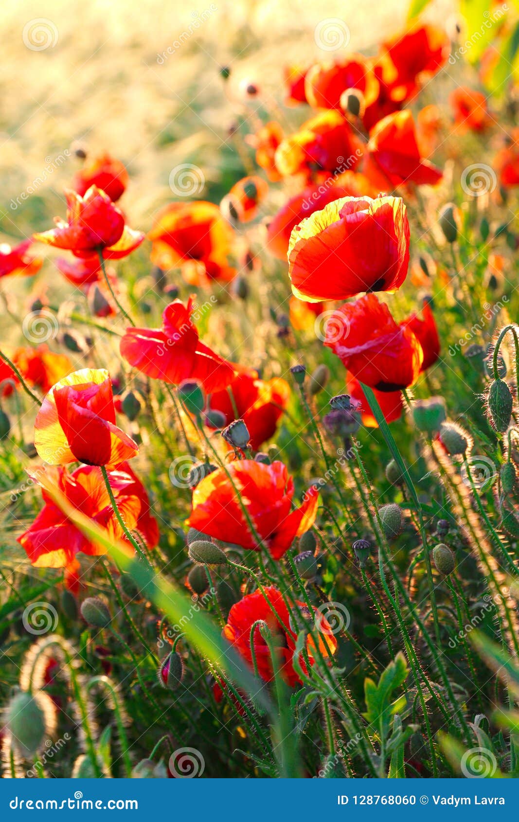 Bright poppies at sunset. stock photo. Image of poppy - 128768060