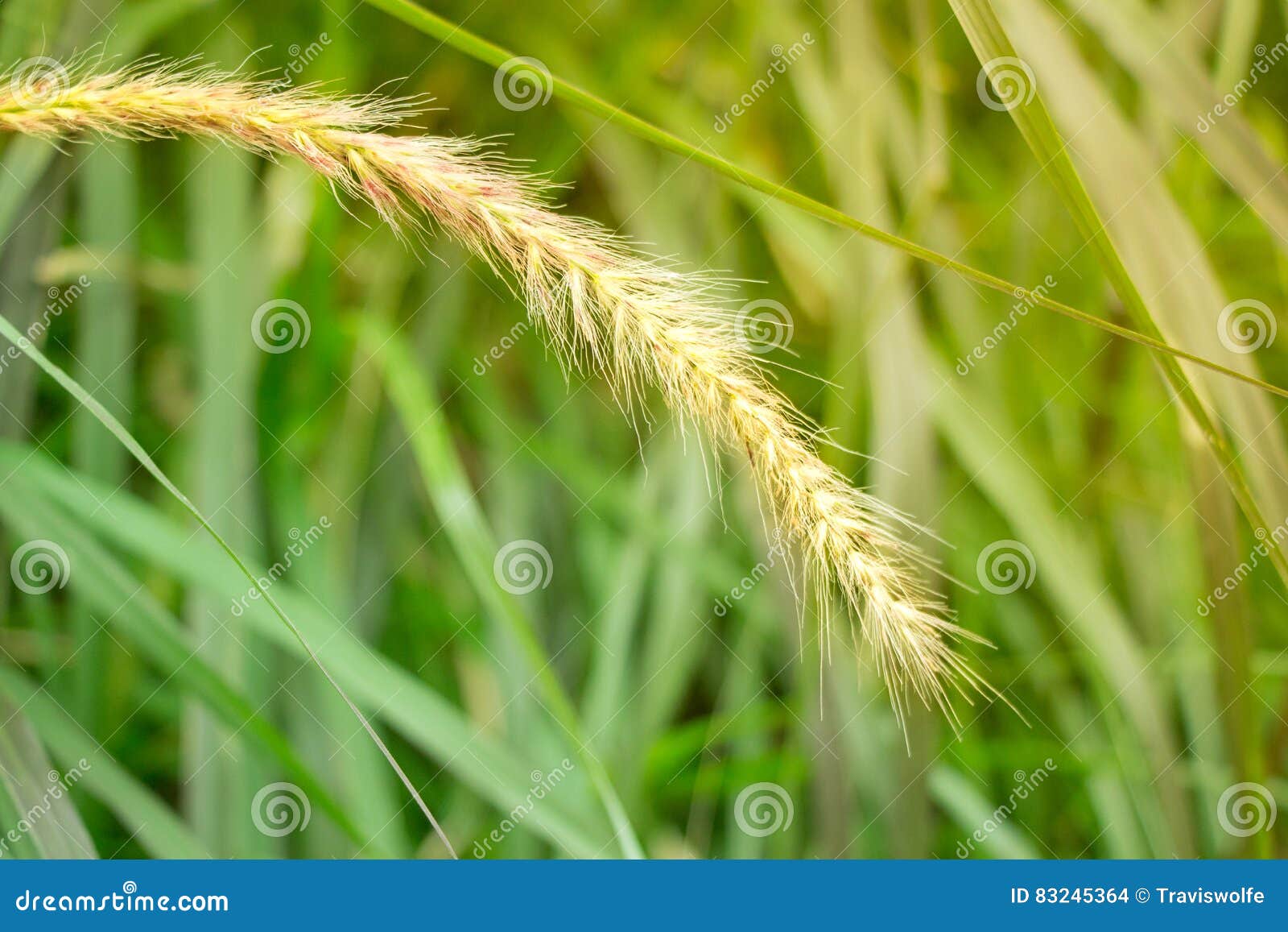 This Bright and Powerful Grass at Sunset is a Warm and Happy Sight with ...