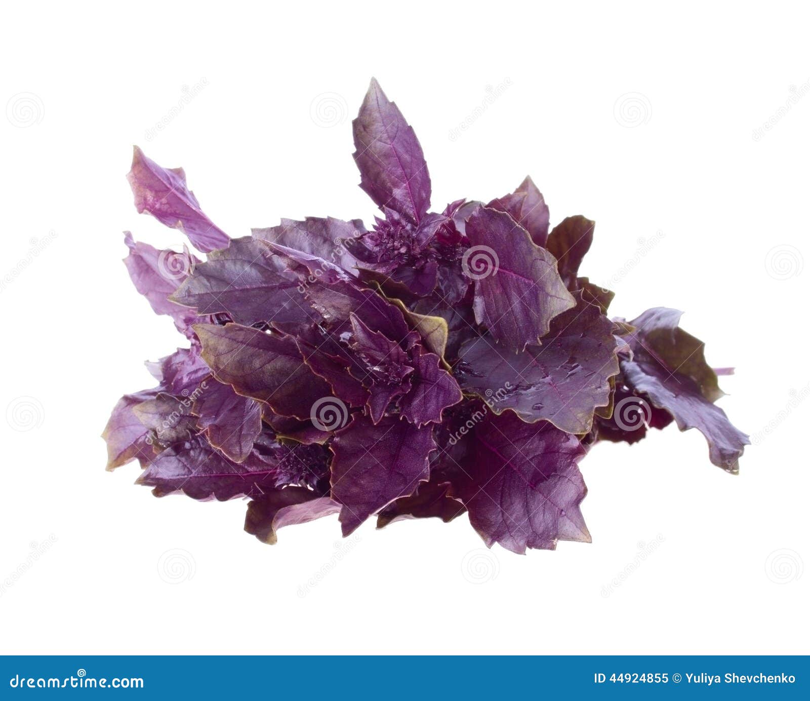 Bright Purple Basil Bundle stock image. Image of eating - 44924855