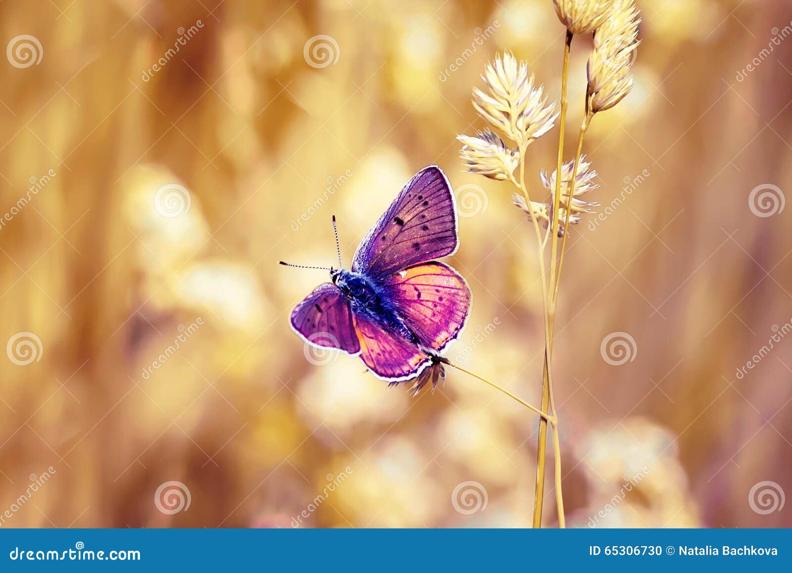 Bright purple butterfly stock photo. Image of meadow - 65306730