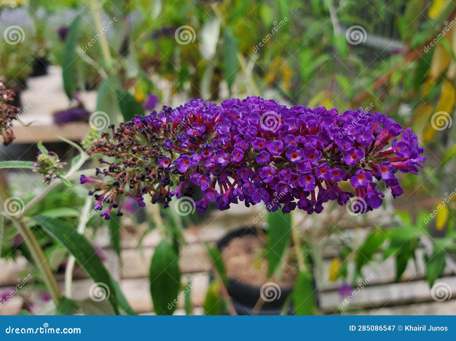 Bright Purple Color of a Cluster of Butterfly Bush Flowers Stock Image ...