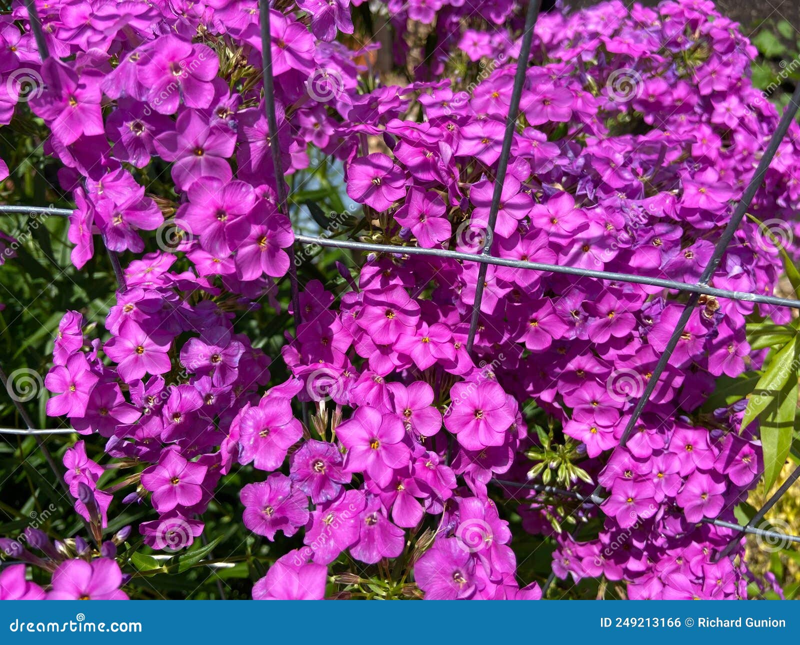 Bright Purple Flowers in June in Spring Stock Photo - Image of nature ...