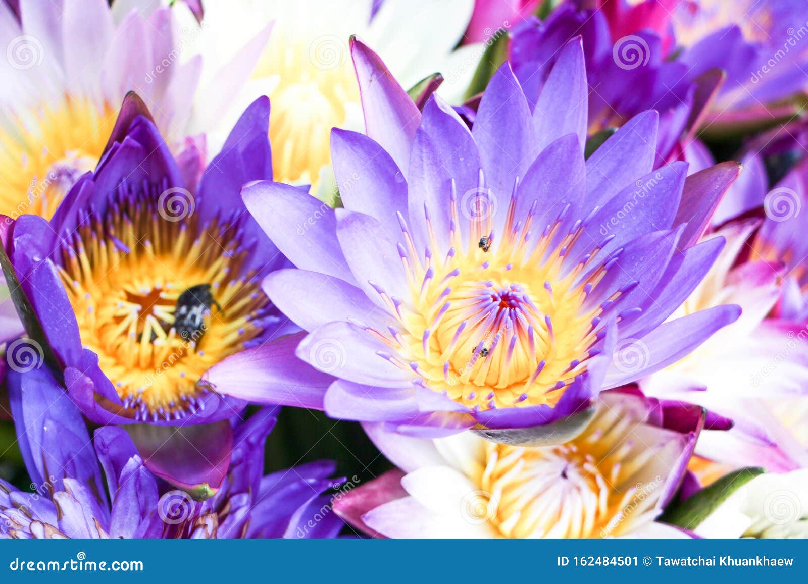 Bright purple lotus flower stock image. Image of close - 162484501
