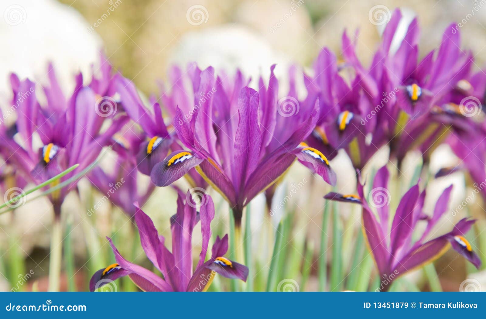 Bright purple mini-irises stock image. Image of blooming - 13451879