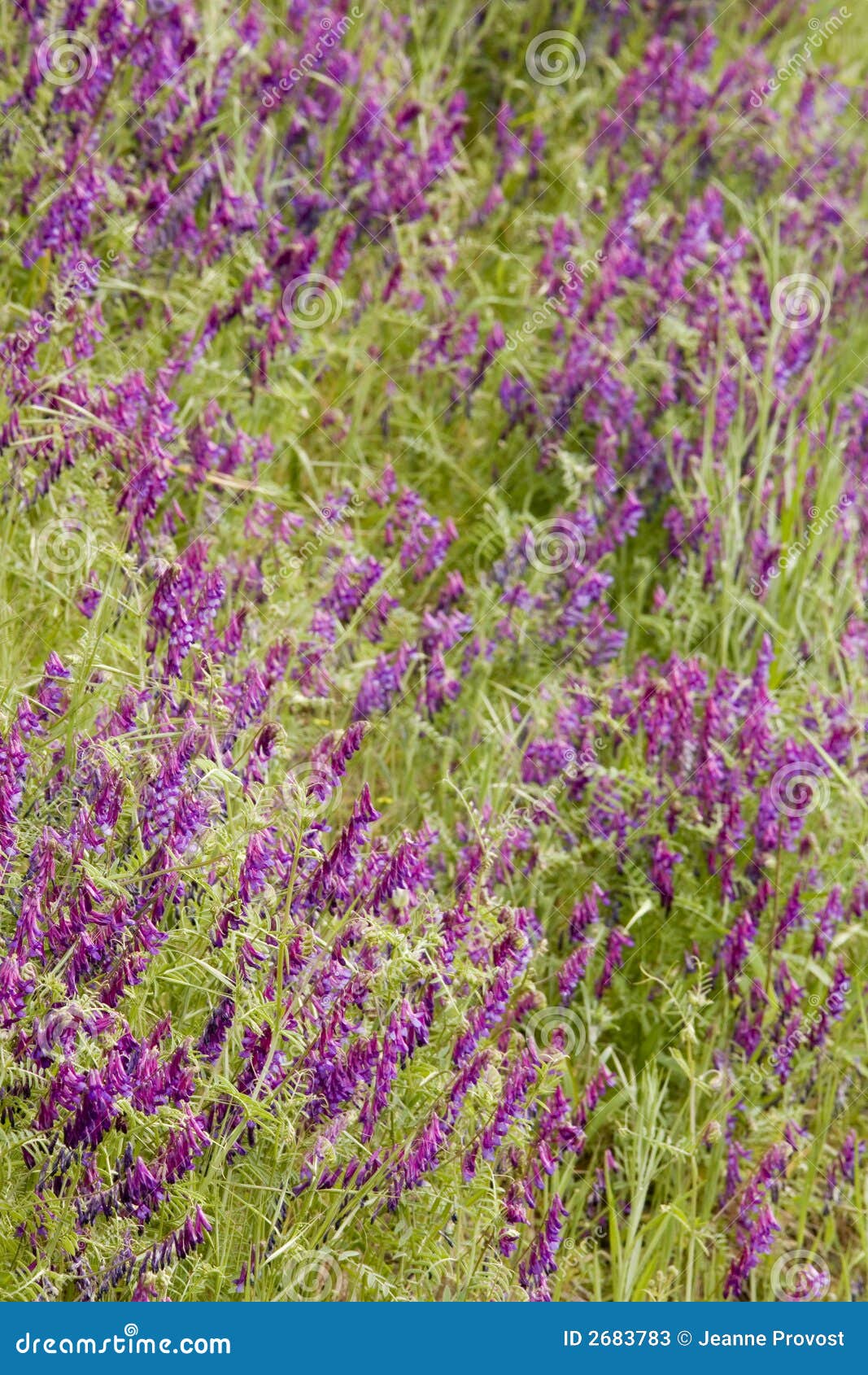 Bright Purple Wildflowers Stock Image | CartoonDealer.com #2683783