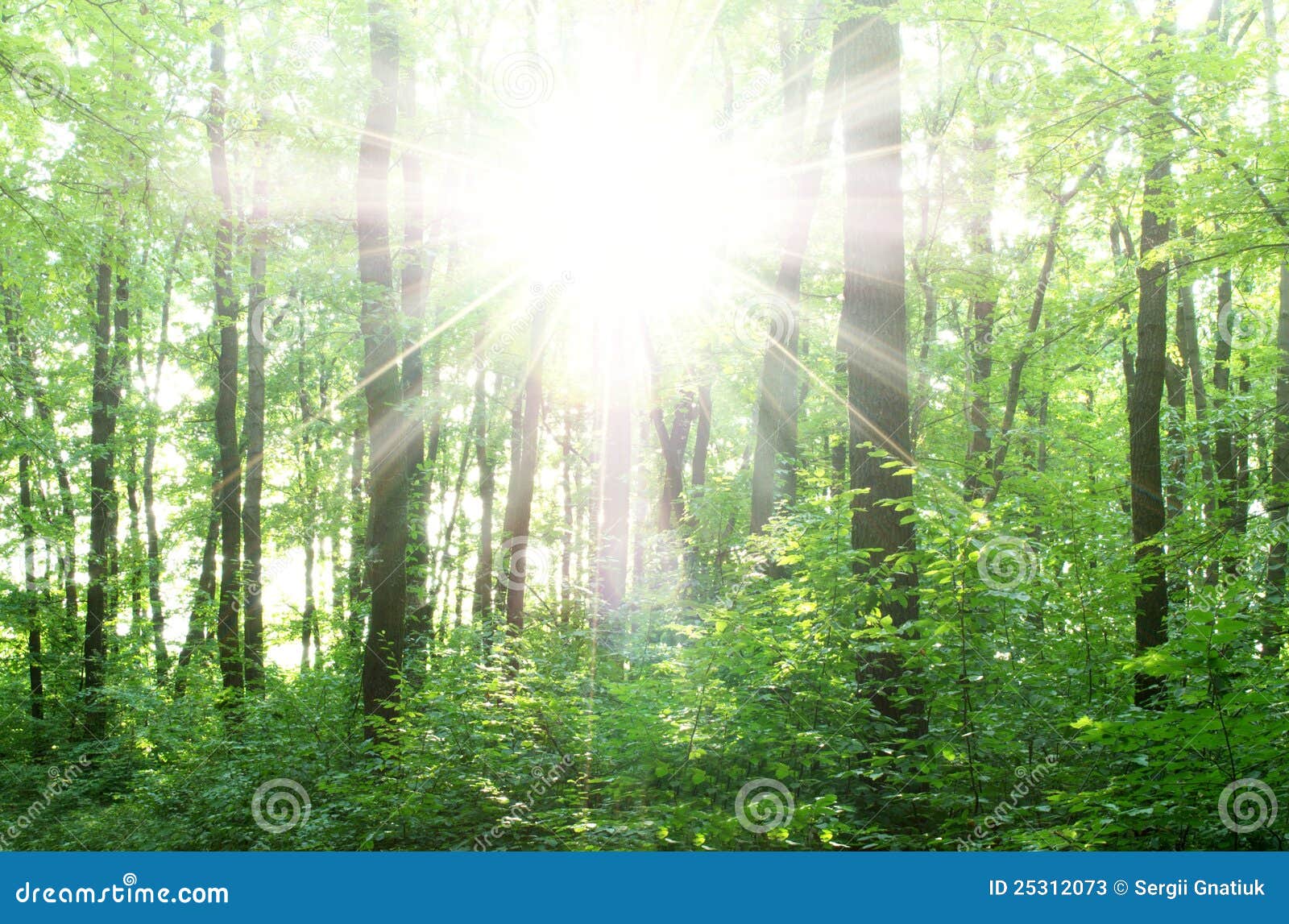 Bright rays stock image. Image of shadow, light, forest - 25312073