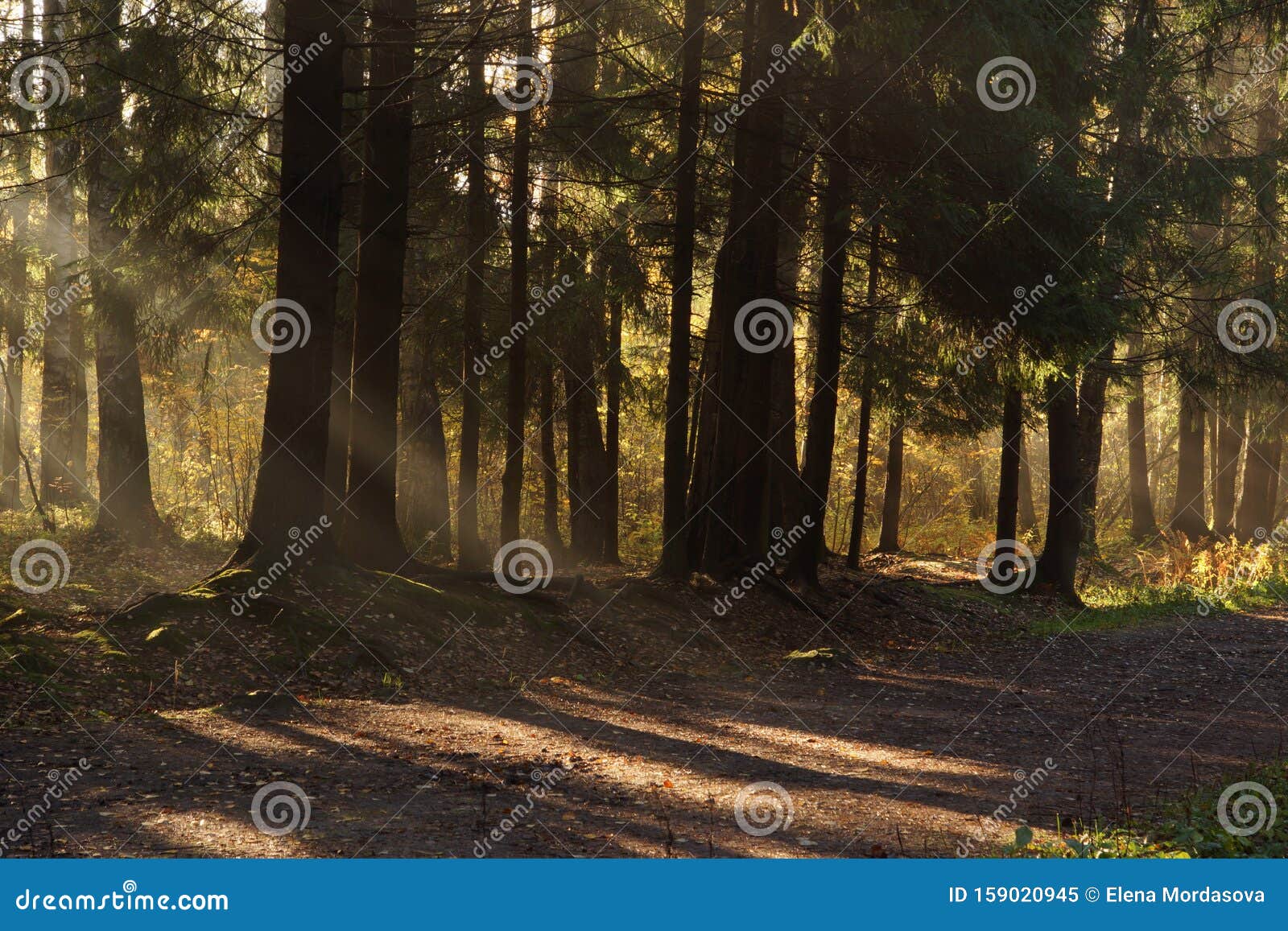 The Bright Rays of the Sun Create Shadows and Lights on the Path in the ...