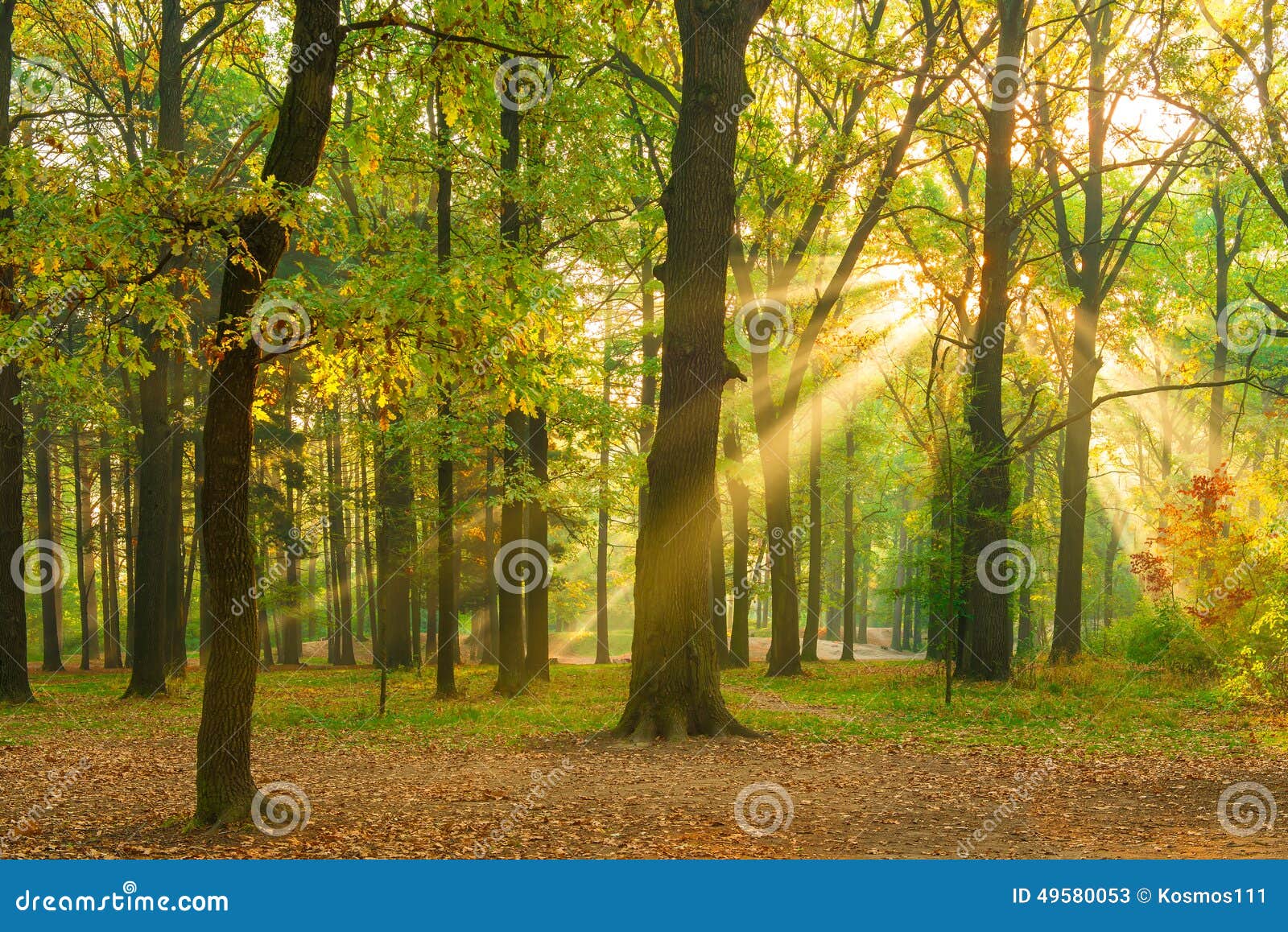Bright Rays of the Sun in the Morning Forest Stock Image - Image of ...