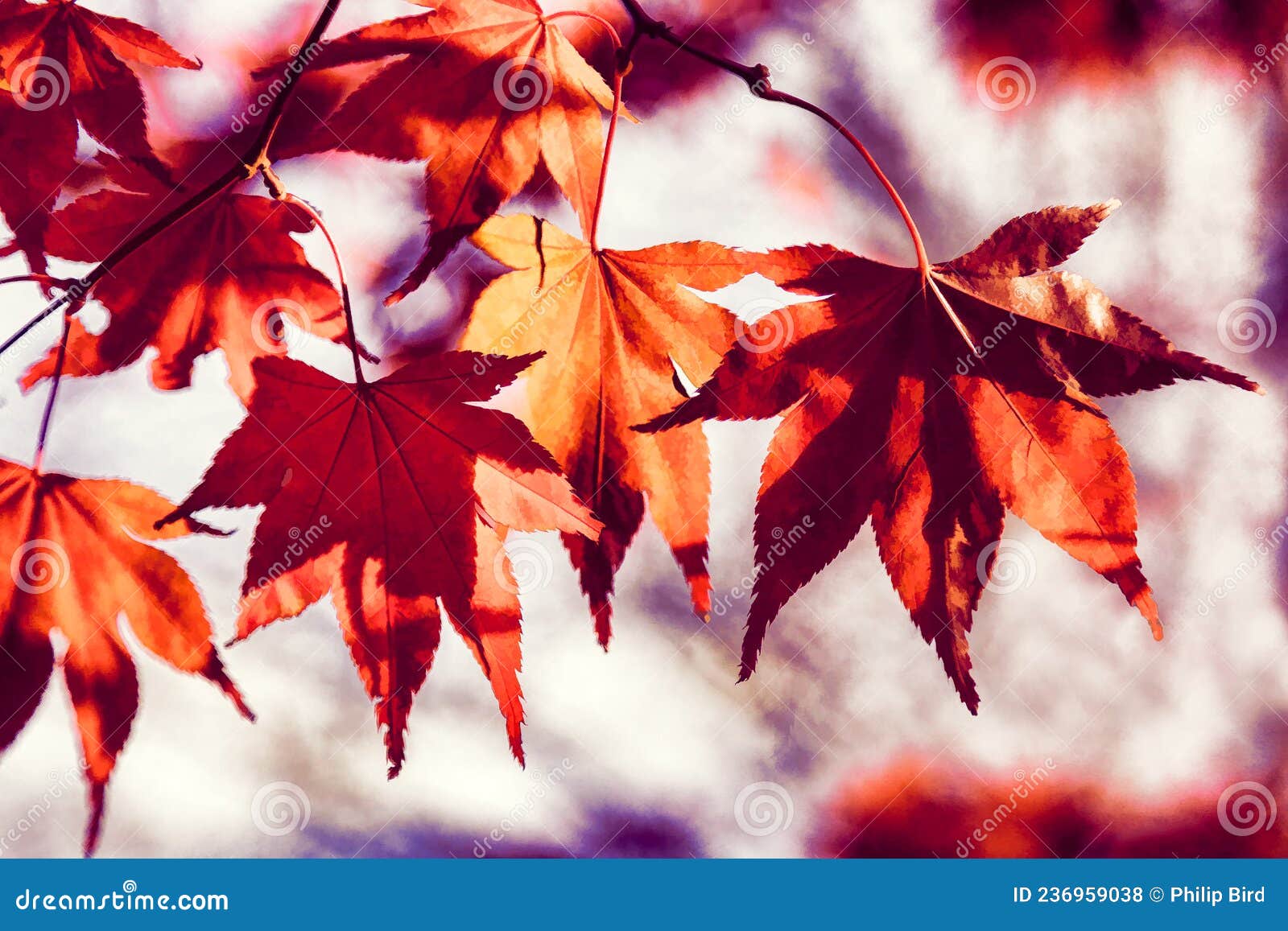 Red Acer Leaves in the Autumn Sunshine Stock Photo - Image of branch ...