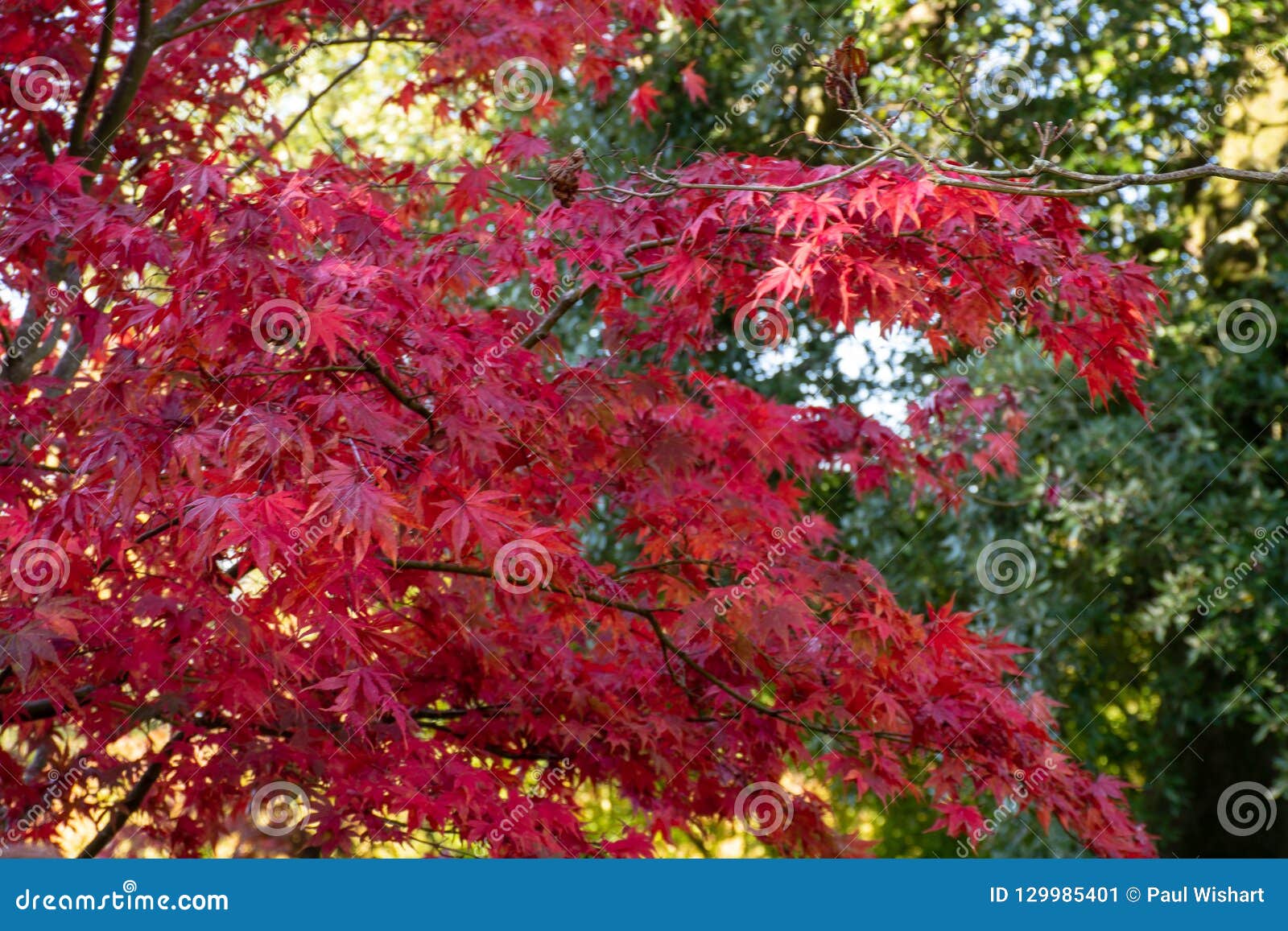 Red Acer Tree Stock Images - Download 3,239 Royalty Free Photos
