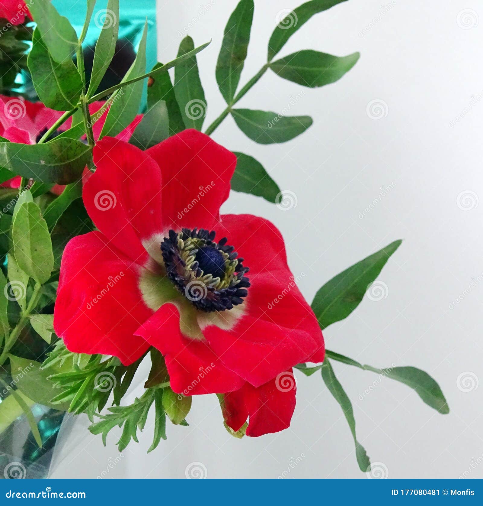 Bright Red Anemone Flower and Leaves on White Background Stock Image ...