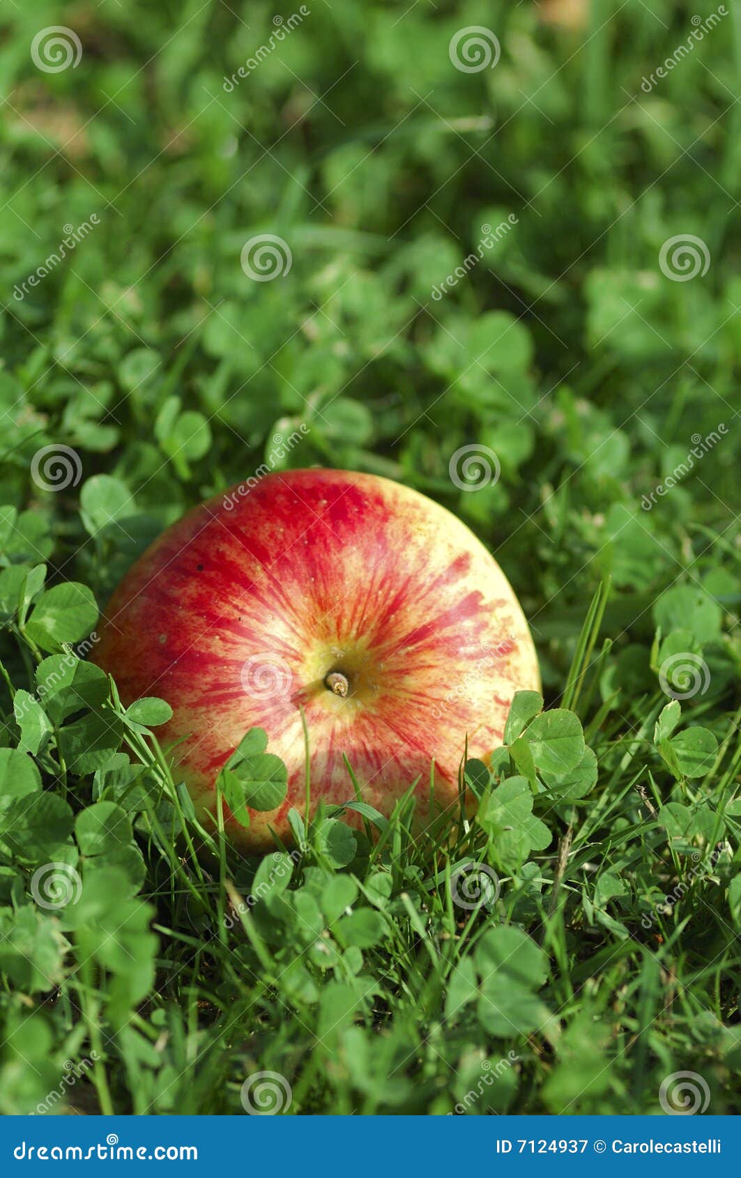 A Bright Red Apple into Green Clovers Stock Image - Image of fruits ...
