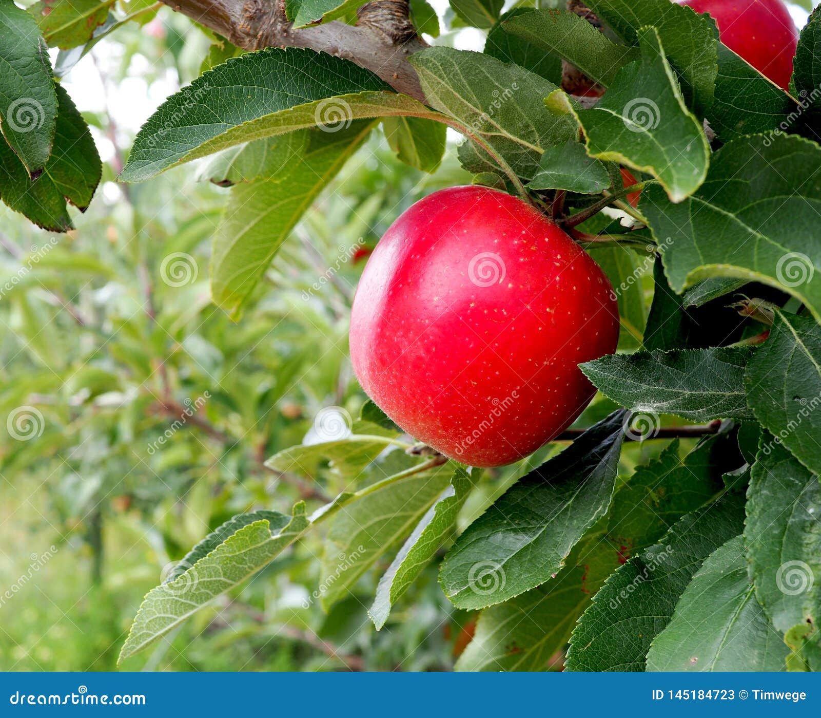 Bright Red Apple on a Tree in an Orchard Stock Image - Image of gourmet ...