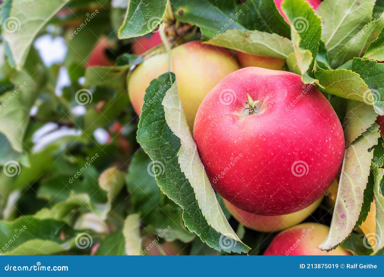 Bright Red Apple on a Tree in an Orchard Stock Image - Image of growth ...