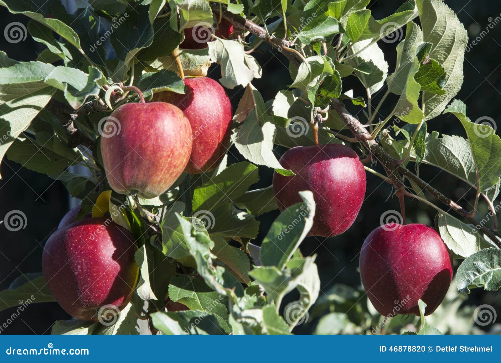 Bright red apples stock photo. Image of perfect, apple - 46878820