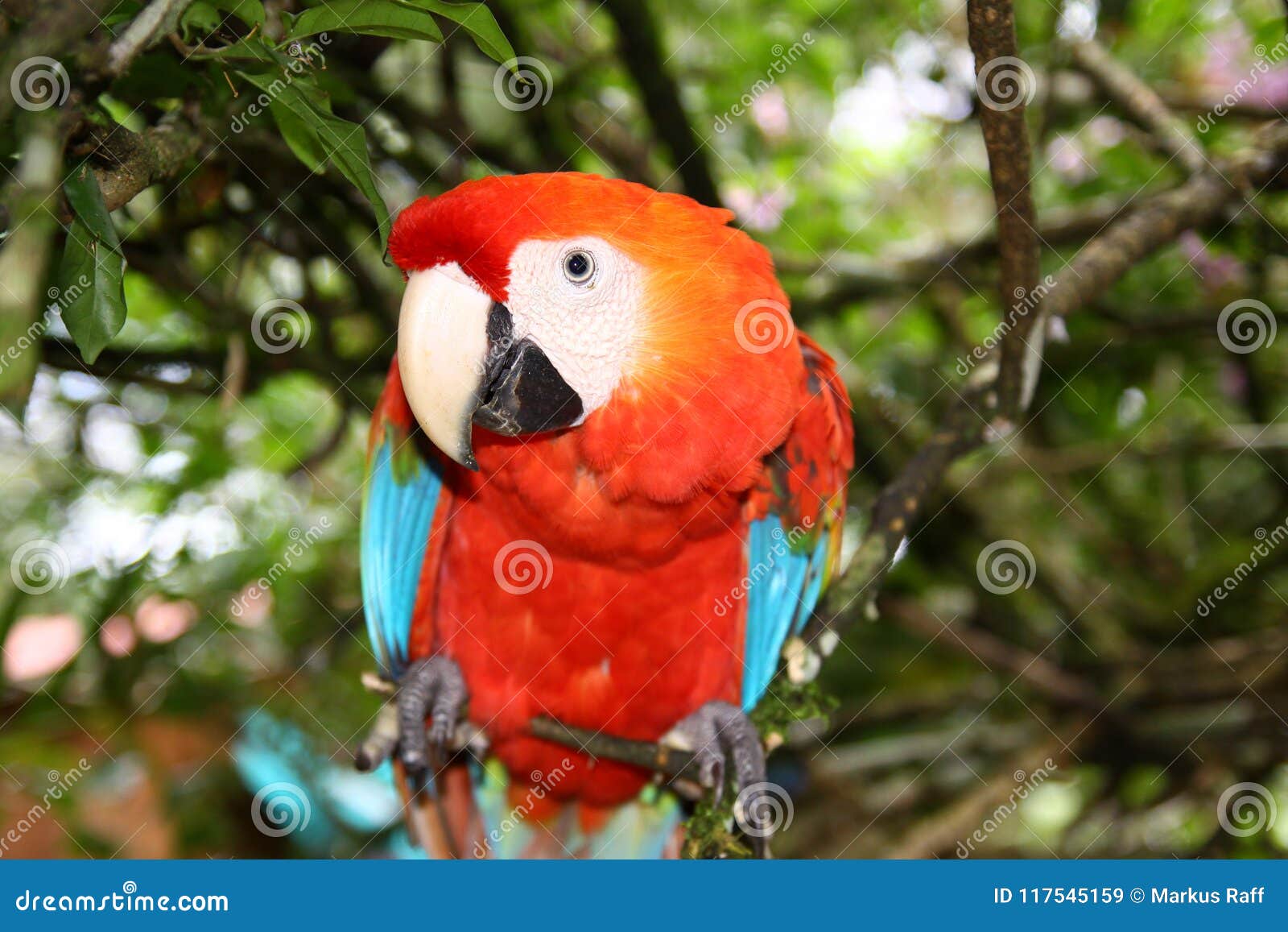 Bright red ara parrot stock image. Image of ecuador - 117545159