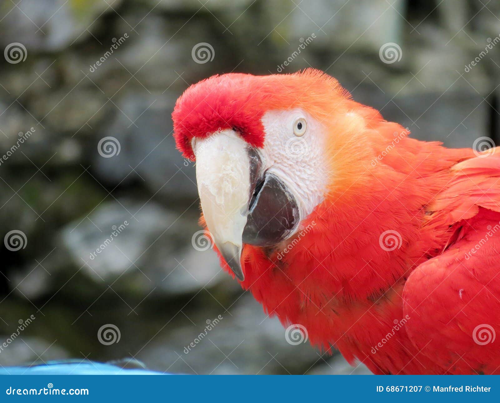 Bright red ara stock image. Image of nature, parrot, white - 68671207