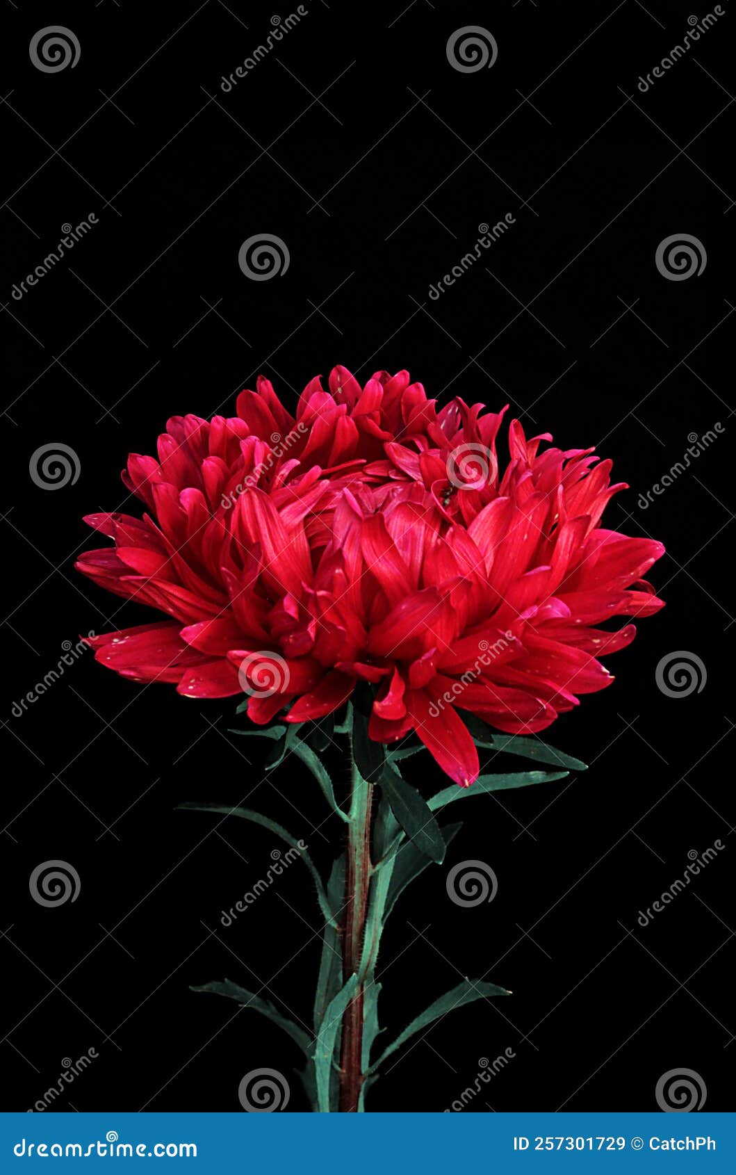 Bright Red Aster Flower on a Black Background Stock Image - Image of deep, chrysantemum: 257301729
