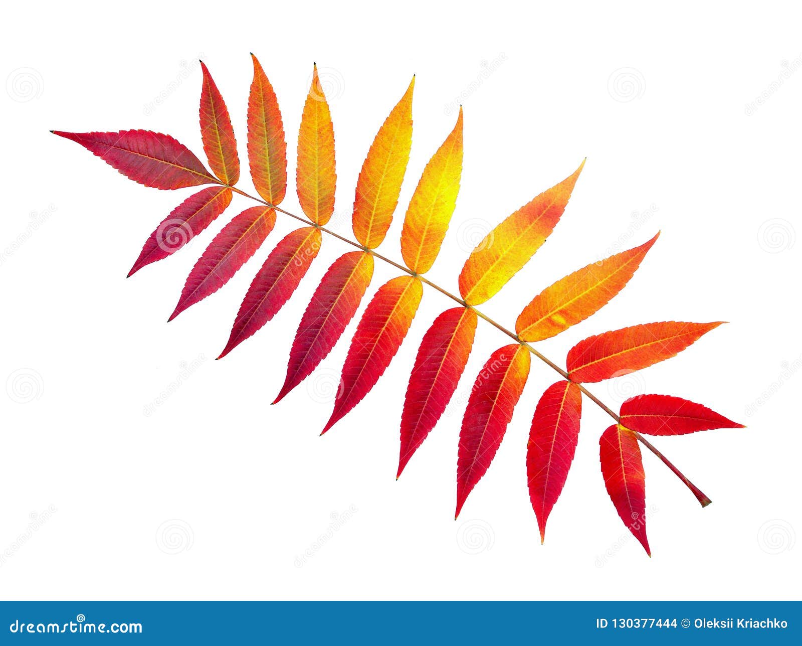 Bright Red Autumn Leaf Isolated on White Stock Photo - Image of detail ...