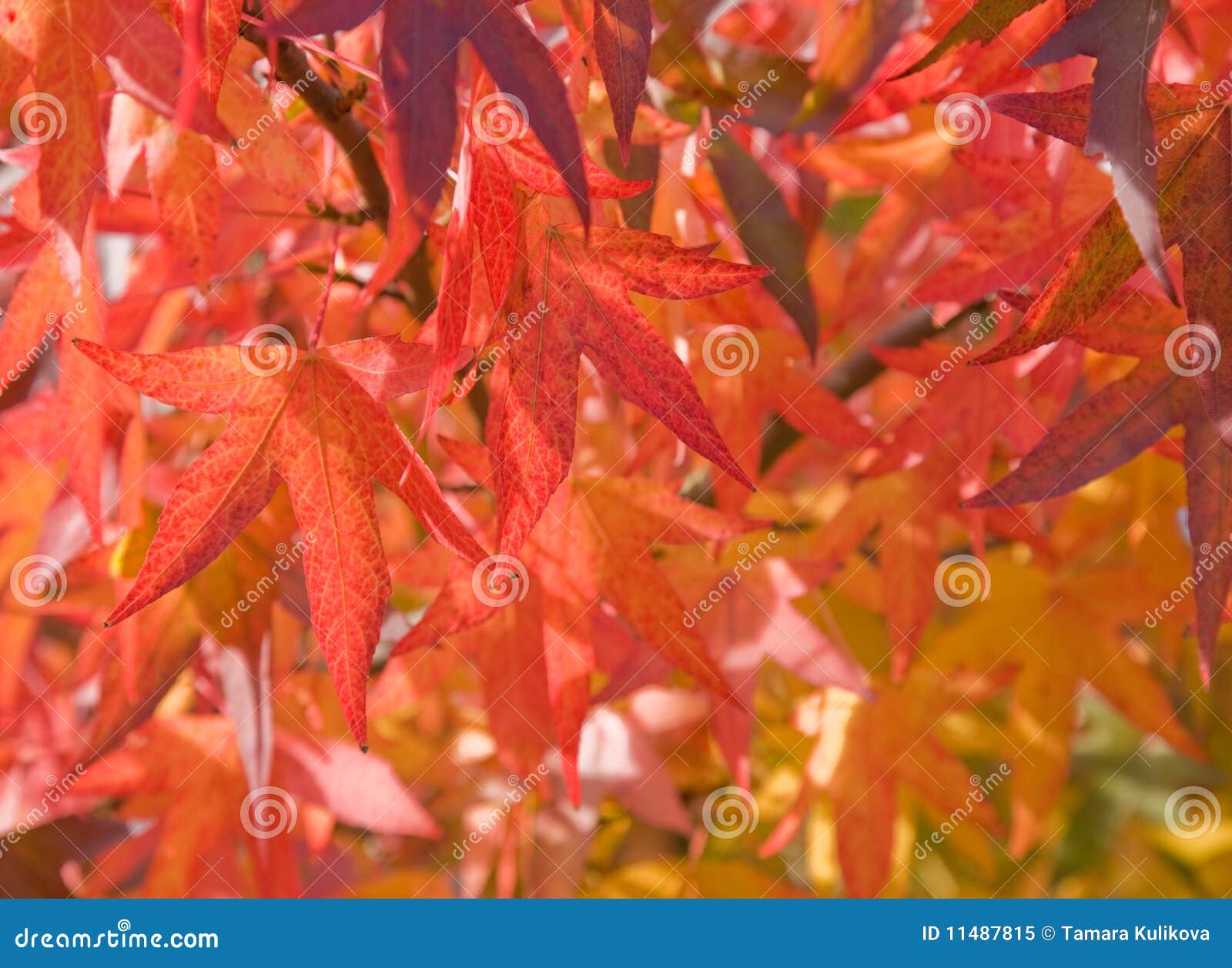 Bright red autumn leaves stock image. Image of shape - 11487815
