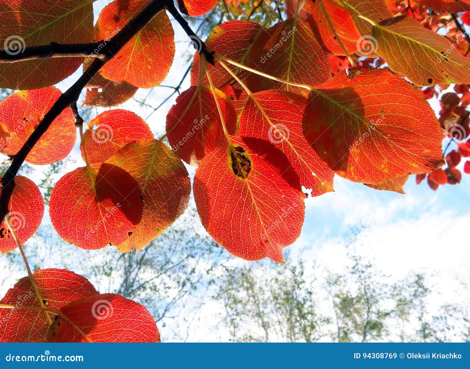Bright red autumn leaves stock image. Image of aspen - 94308769