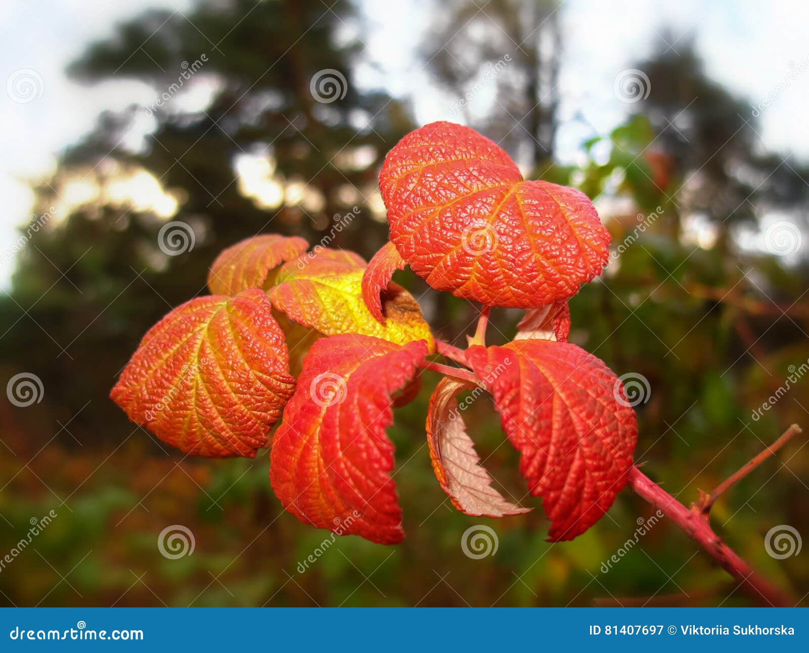 Bright Red Autumn Leaves. Outdoors Stock Image - Image of garden, grass ...