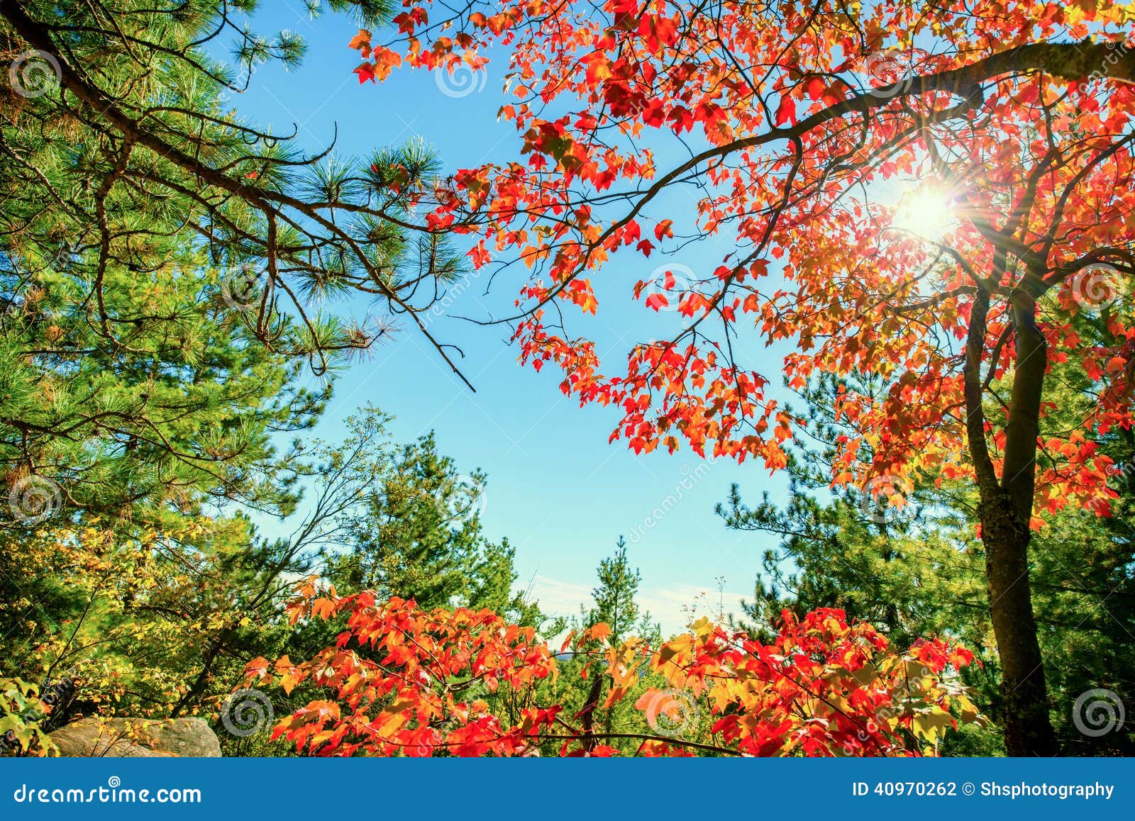 Bright Red Autumn Leaves in Sun Light Stock Photo - Image of ...