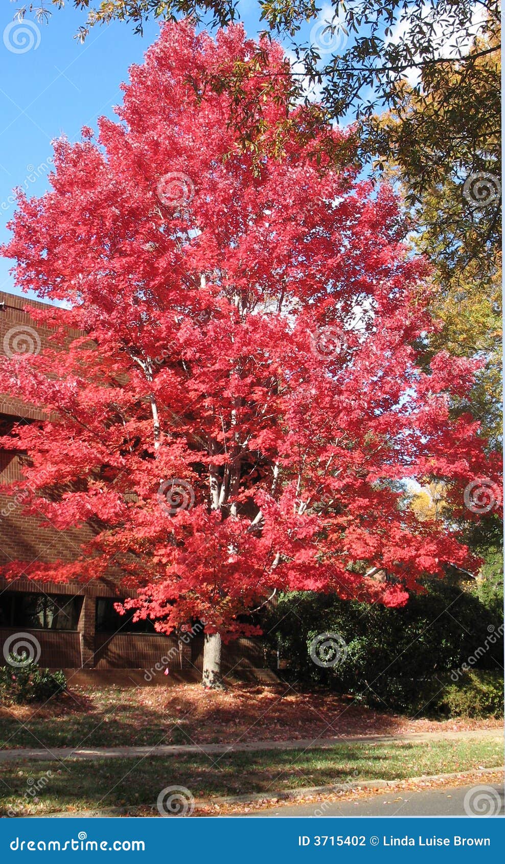Bright Red Autumn Maple Tree Stock Photo - Image of sunny, colored: 3715402