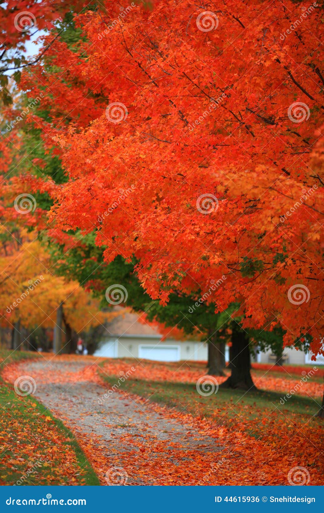 Bright red autumn trees stock photo. Image of ecology - 44615936