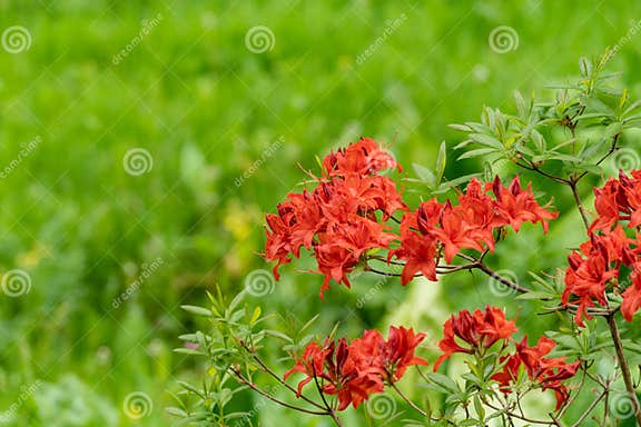 A bright red Azalea flower stock image. Image of petals - 156177717