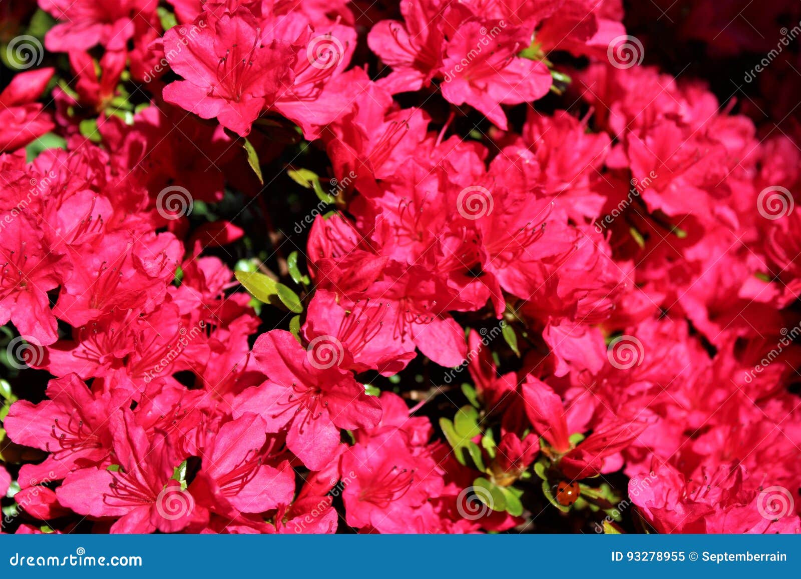 Bright red azalea flowers stock image. Image of buds - 93278955