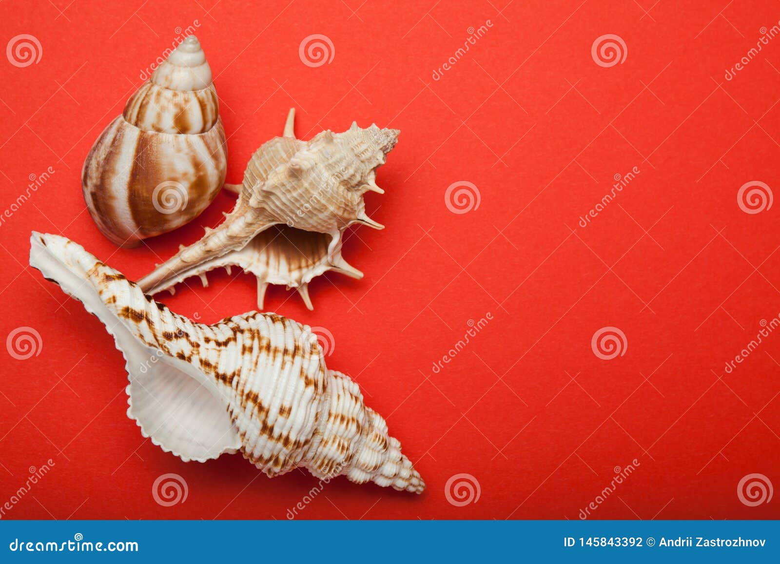 Bright Red Background and Sea Shells. Copy Space Stock Photo - Image of ...