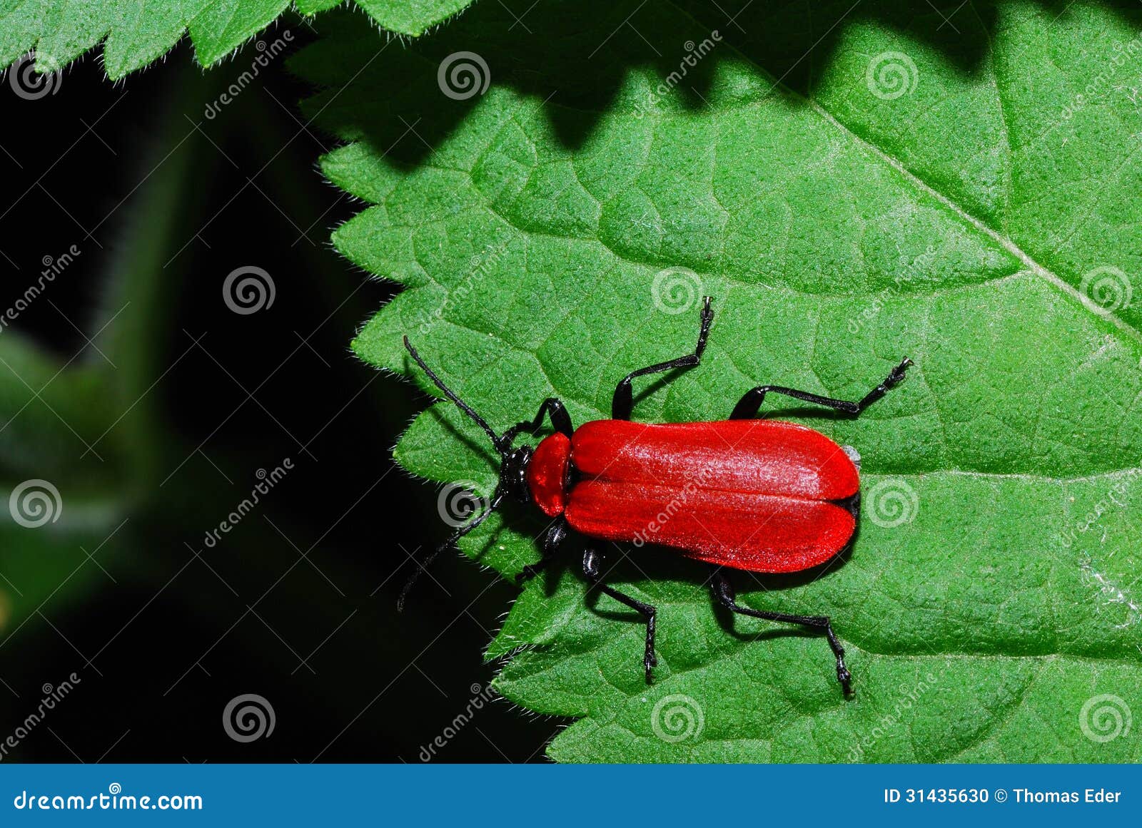 Bright red beetle stock photo. Image of wing, wildlife - 31435630