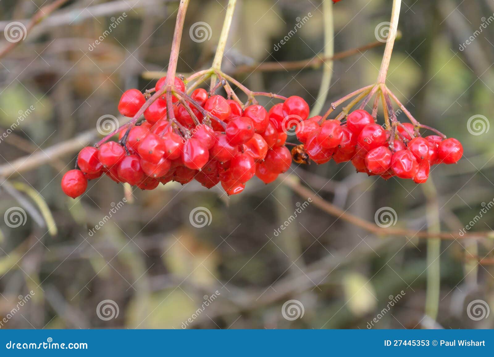 Bright red Berries stock image. Image of brown, season - 27445353