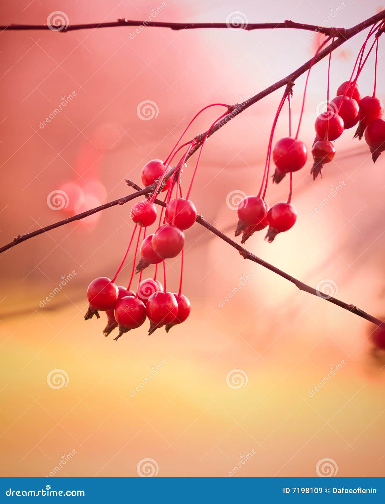Bright red berries stock image. Image of tree, outside - 7198109