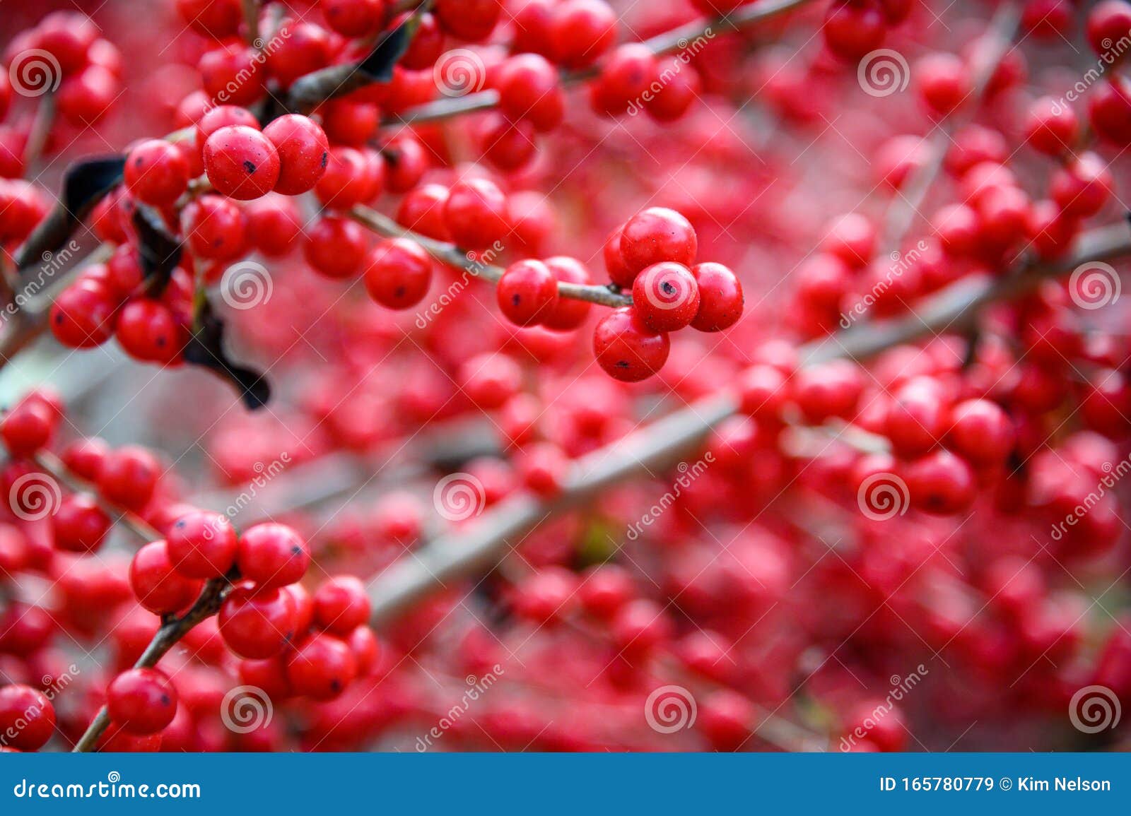 Bright Red Berries on Bare Branches, Fall Nature Background Stock Image ...