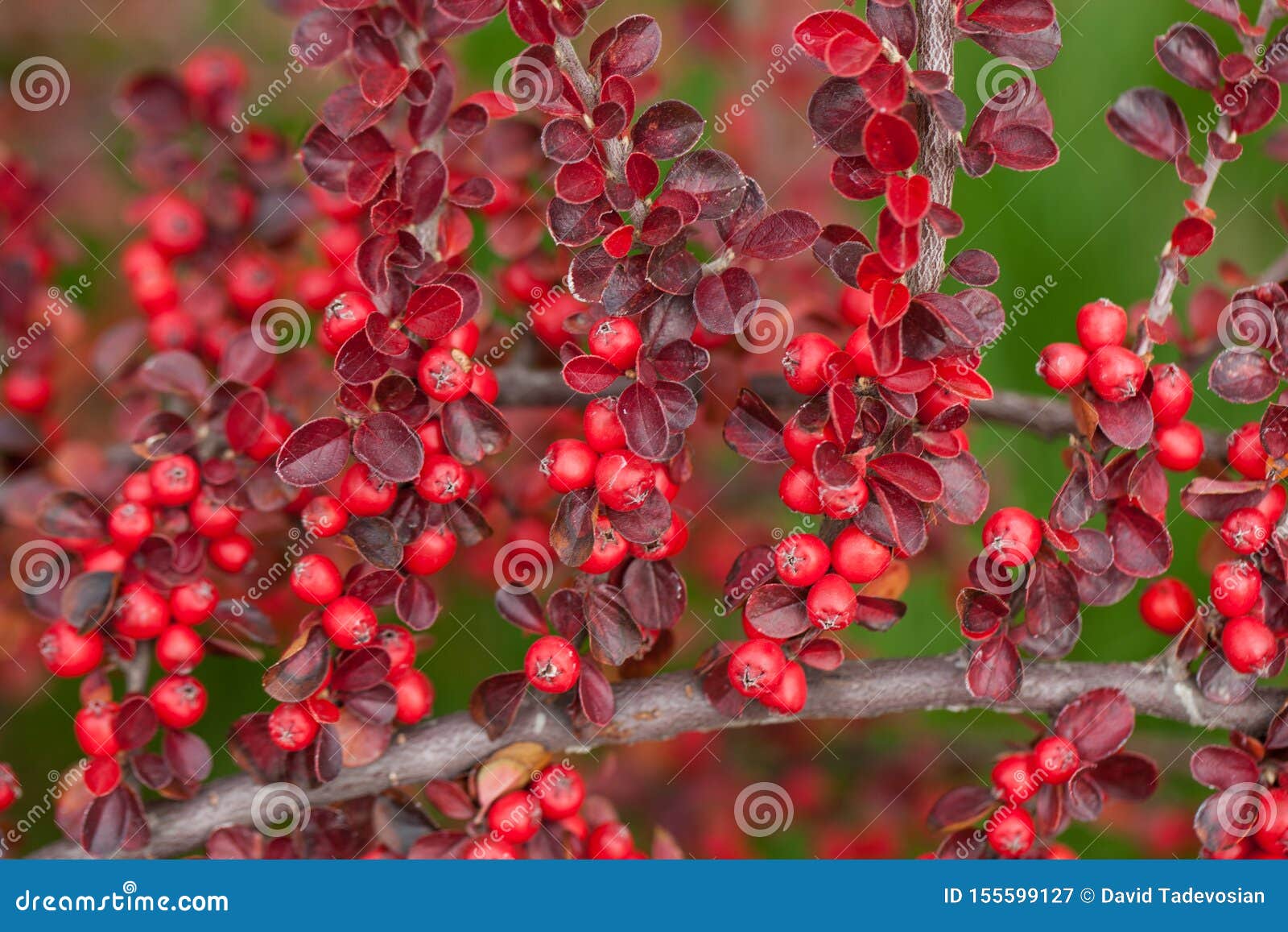 Bright Red Berries of Bearberry Cotoneaster in the Forest. Stock Image ...