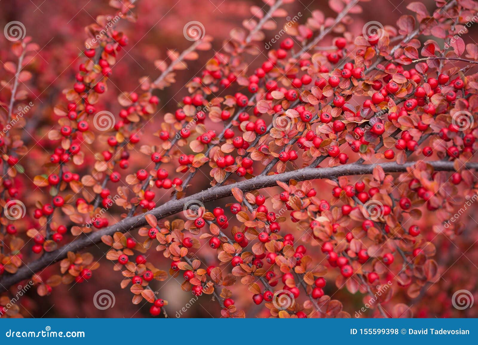 Bright Red Berries of Bearberry Cotoneaster in the Forest. Stock Photo ...