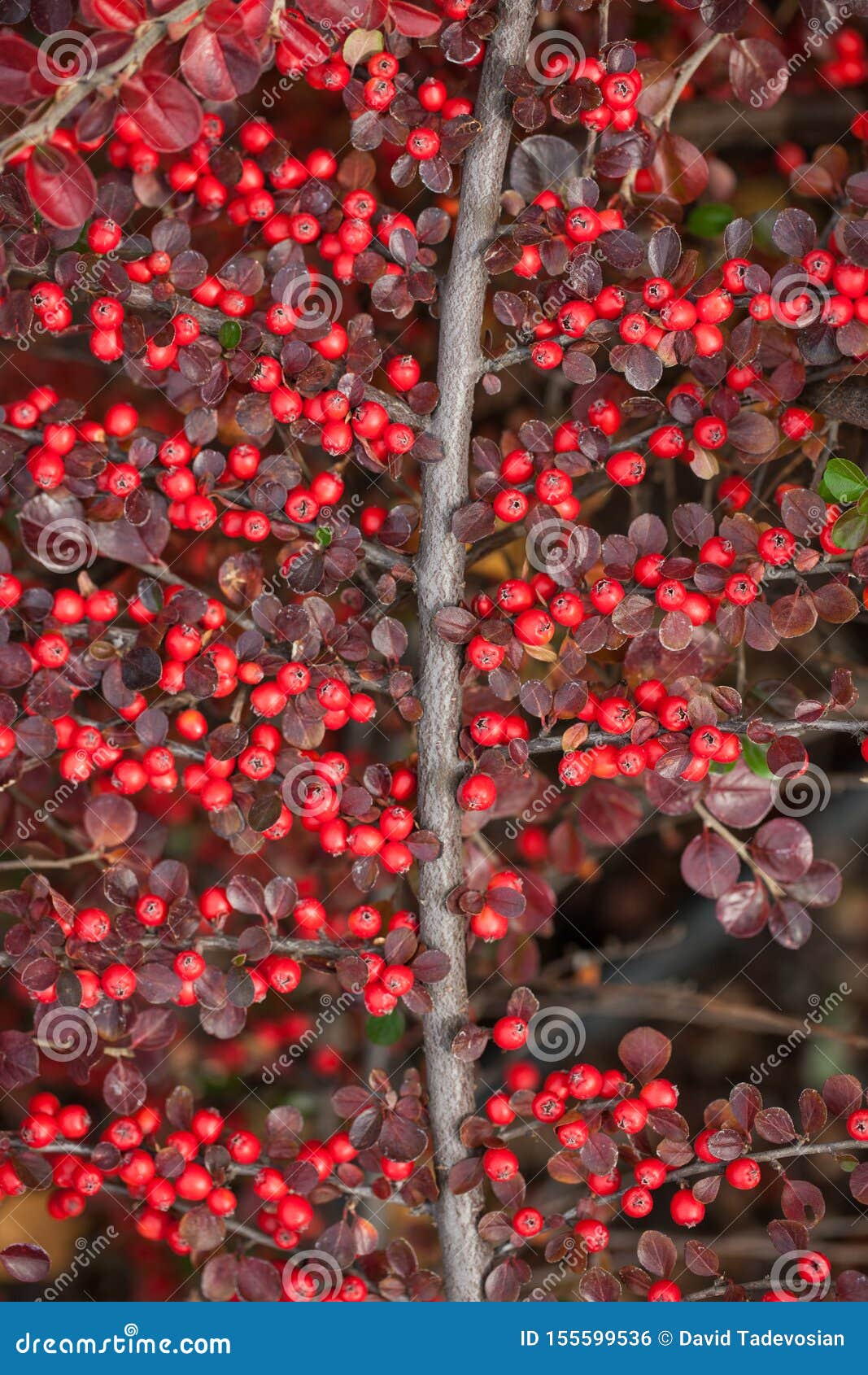 Bright Red Berries of Bearberry Cotoneaster in the Forest. Stock Photo ...