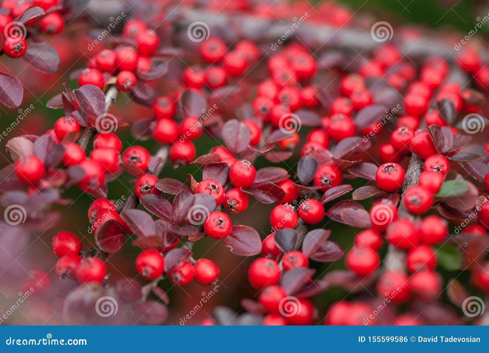 Bright Red Berries of Bearberry Cotoneaster in the Forest. Stock Photo ...