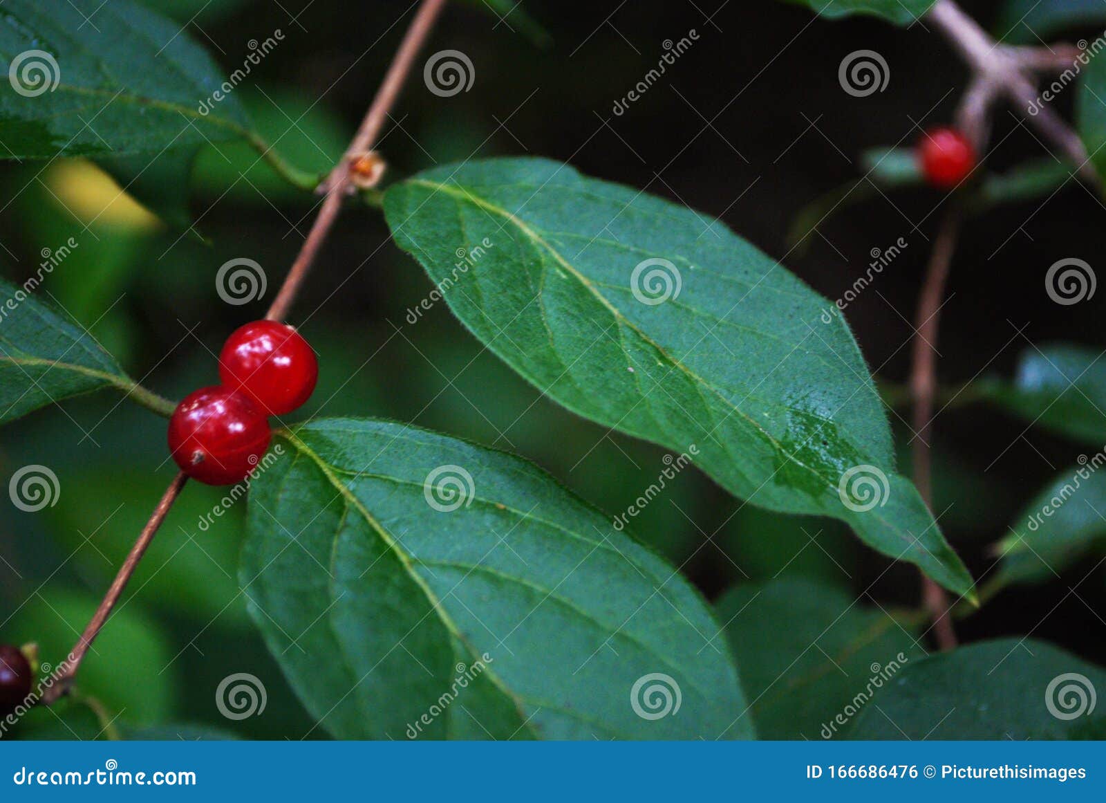 Bright Red Berries on a Bush in the Winter Stock Photo - Image of fruit ...