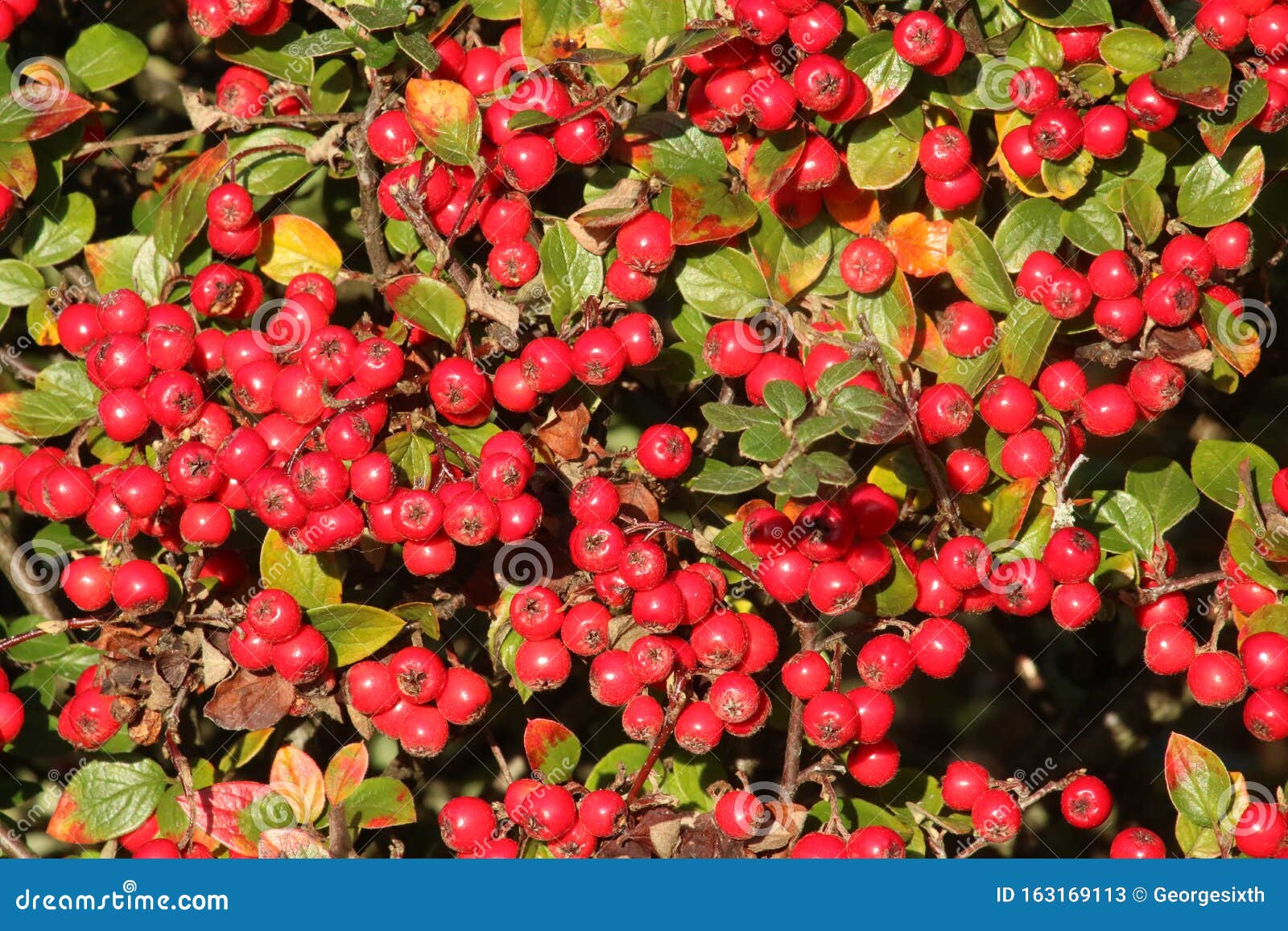Bright Red Berries on Cotoneaster Plant Stock Image - Image of scarlet ...