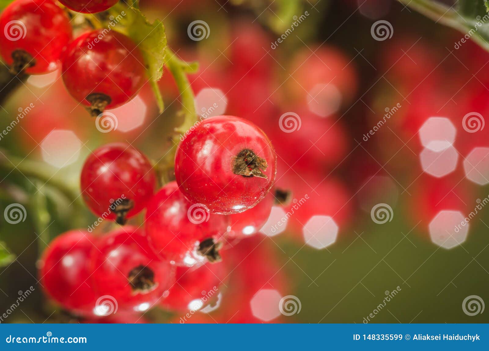 Bright Red Berries of Red Currant/bright Red Berries of Red Currant on ...