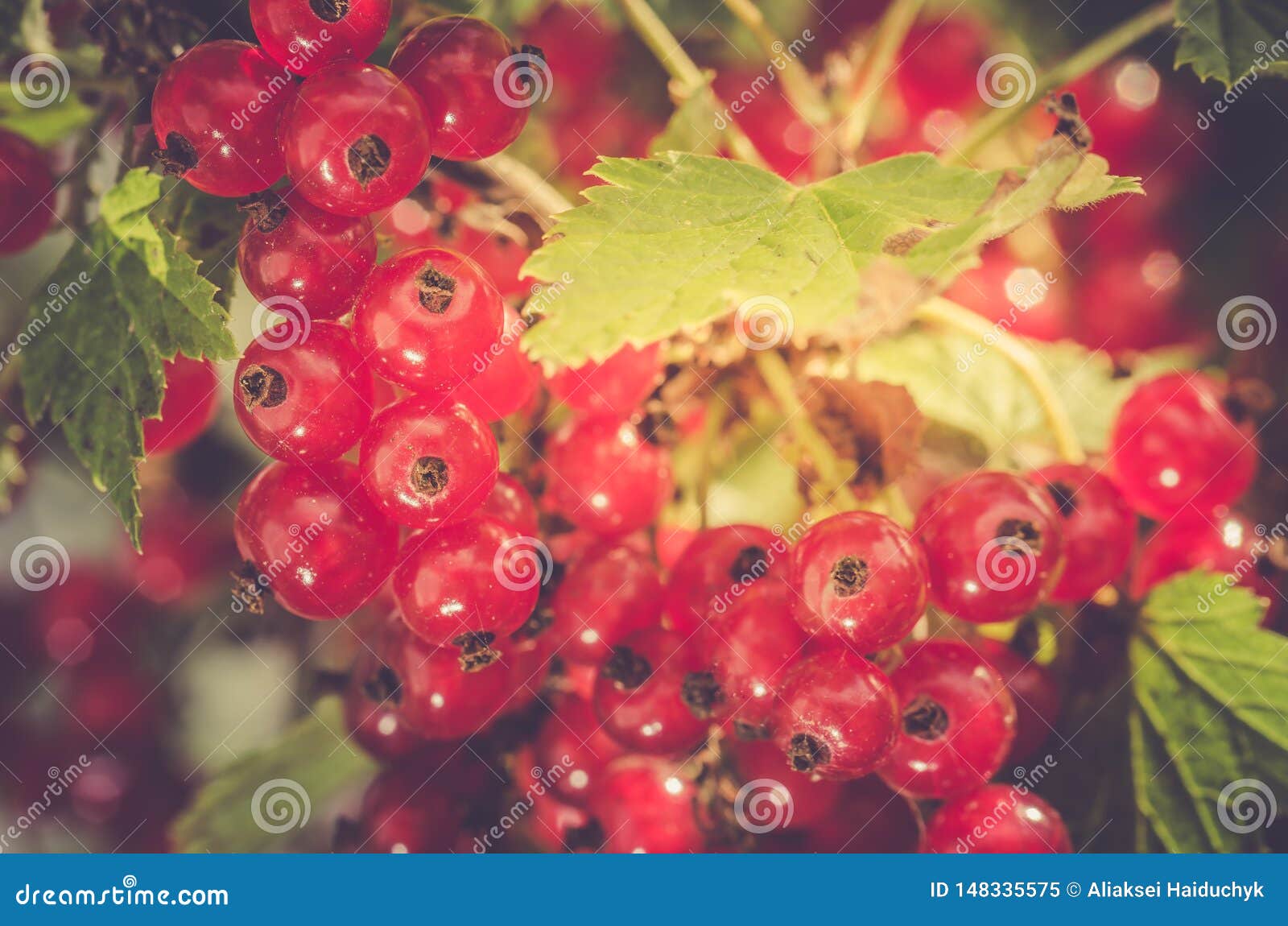 Bright Red Berries of Red Currant on Sunlight/ripe Red Currant Grows in ...