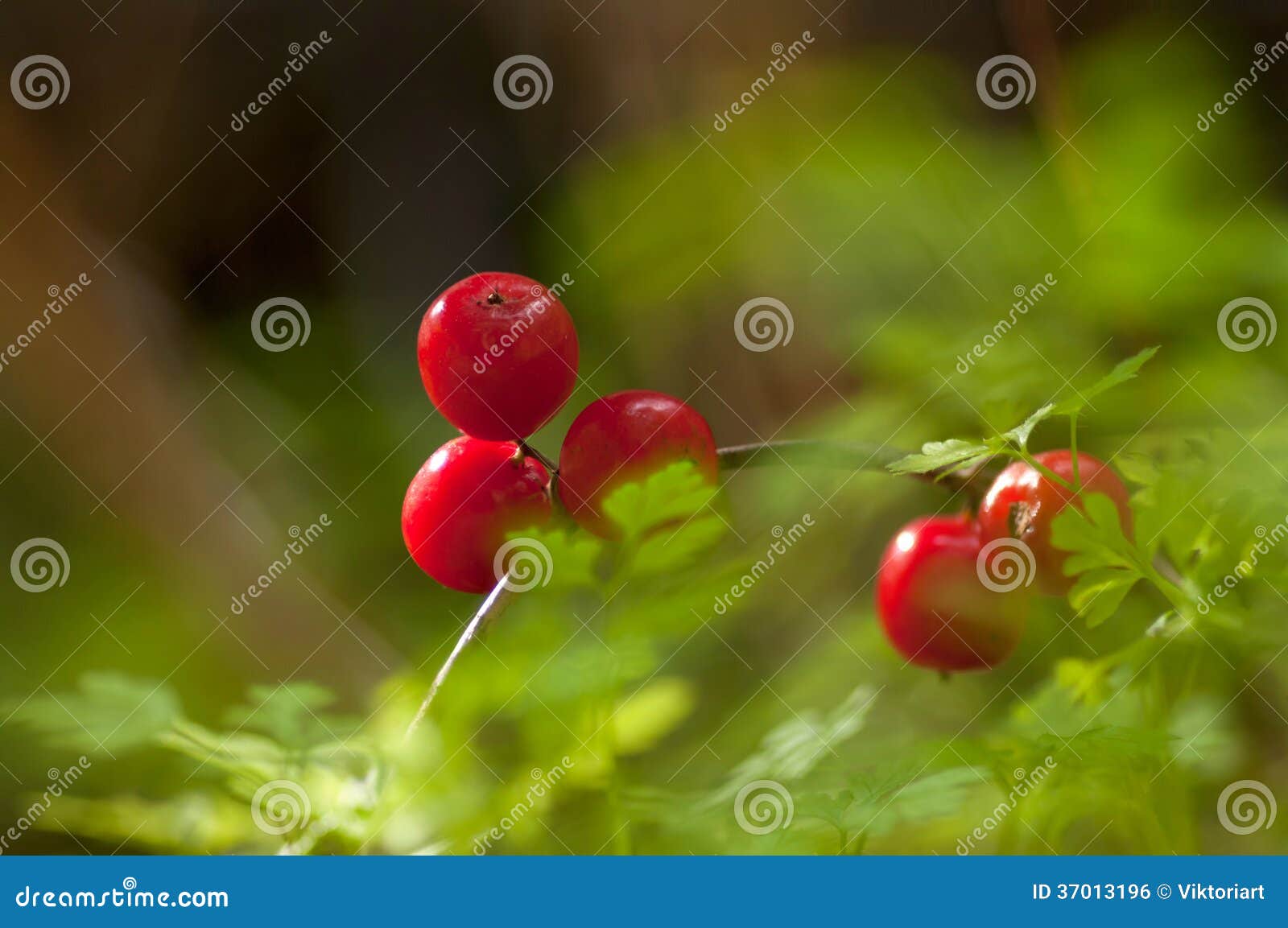Bright Red Berries stock photo. Image of plant, danger - 37013196