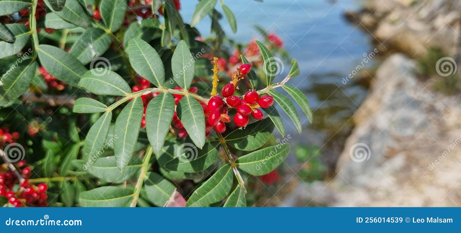 Bright Red Berries of a Shrub on the Adriatic Coast Stock Image - Image ...