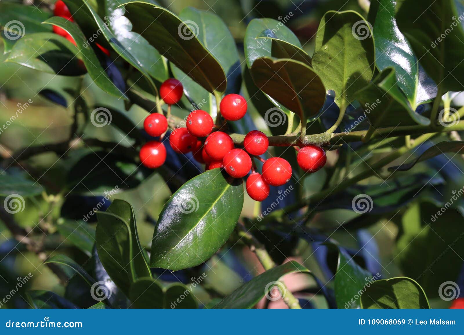 Bright red berries stock image. Image of fall, organic - 109068069