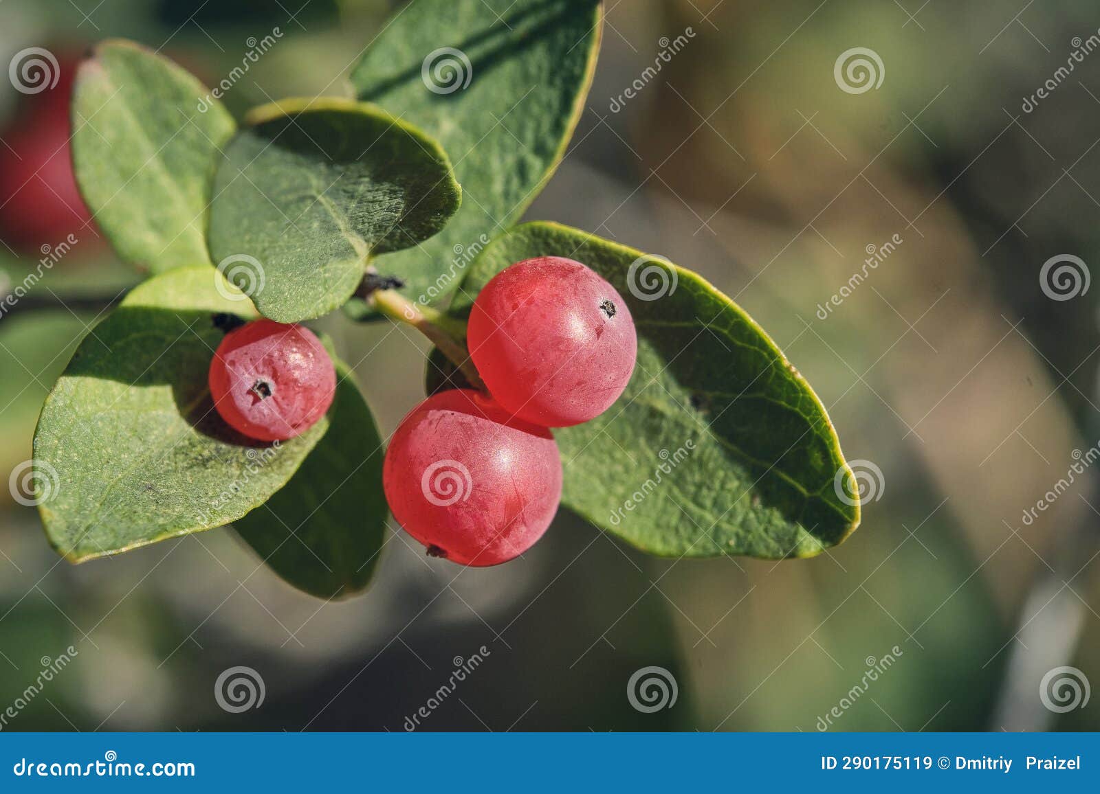 Bright Red Berry on Background Green Leaves. Stock Image - Image of ...