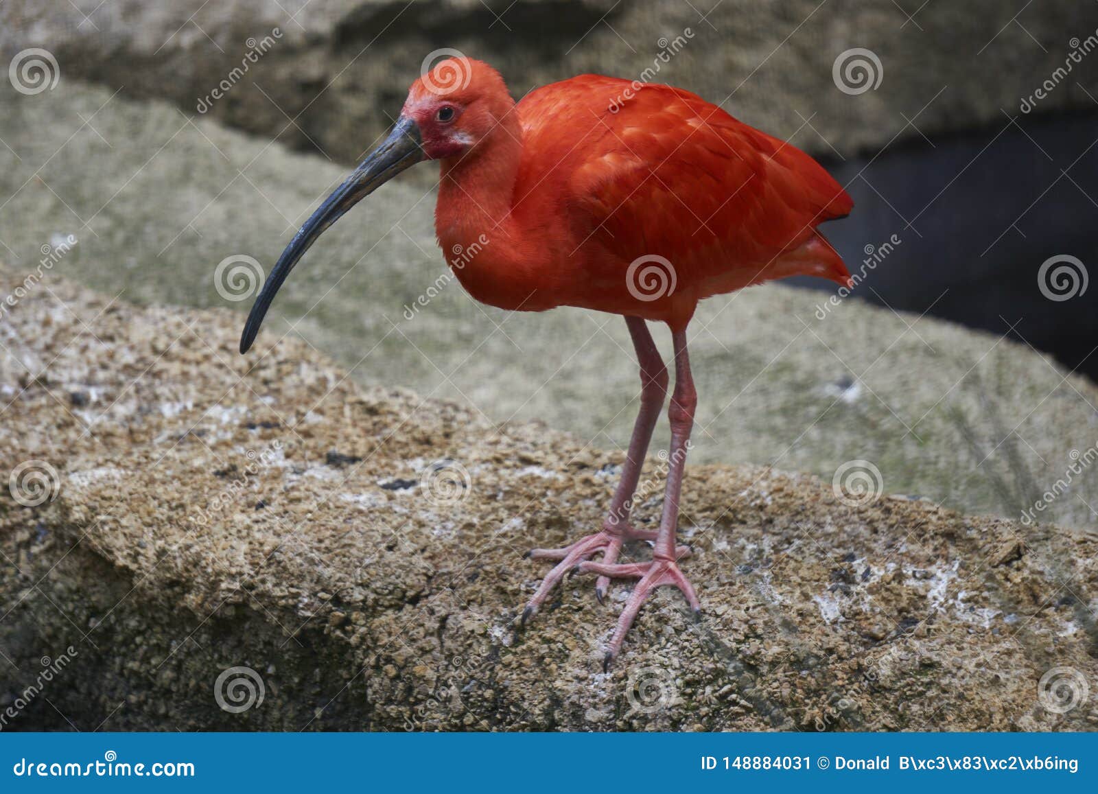 Bright Red Bird with Long Legs and Black Beak Stock Image - Image of ...