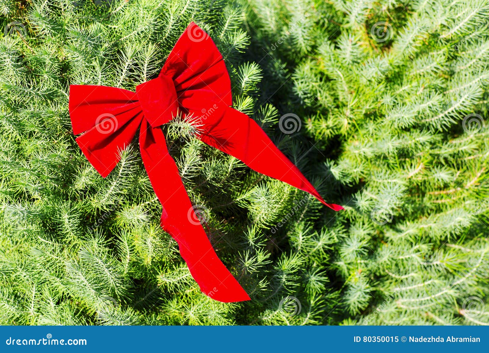 The Bright Red Bow is on the Tree. Stock Image - Image of gift ...